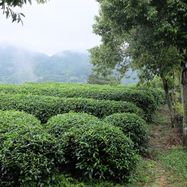 Digestive Pu'er Organic Fermented Tea Bags - Dragonfly Tea